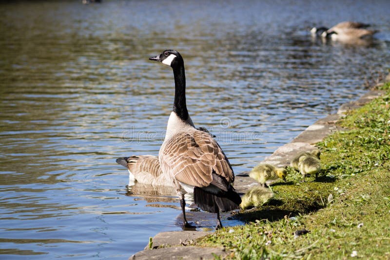 Baby Goslings stock image. Image of sloan, breed, introduced - 40754673