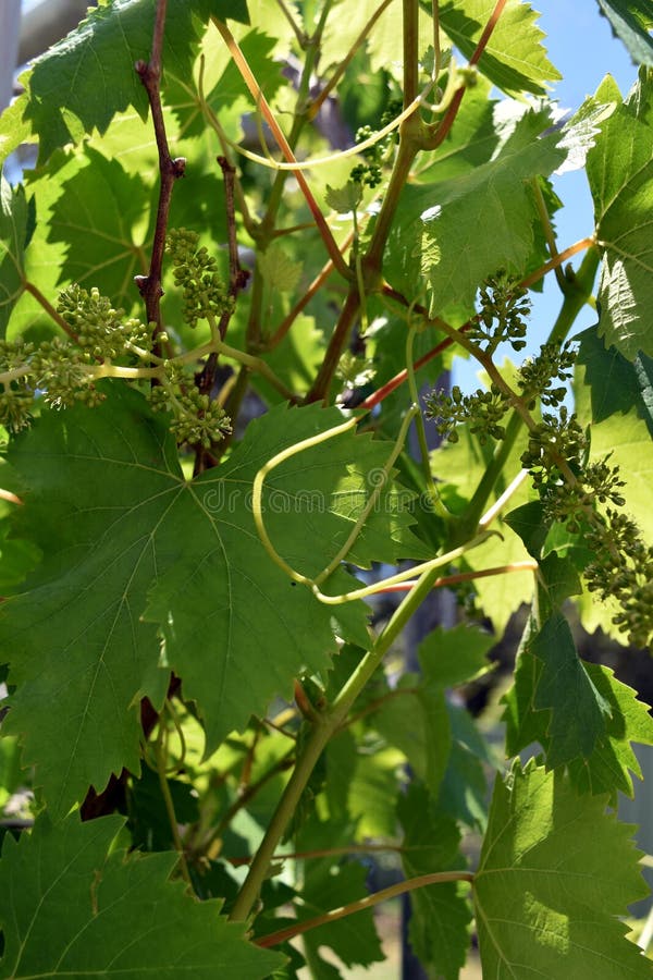 Baby Grapes. stock image. Image of fresh, berry, green - 81709683