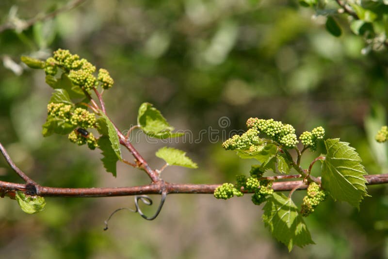 Baby Grapes VII stock image. Image of bunch, creation - 50103631