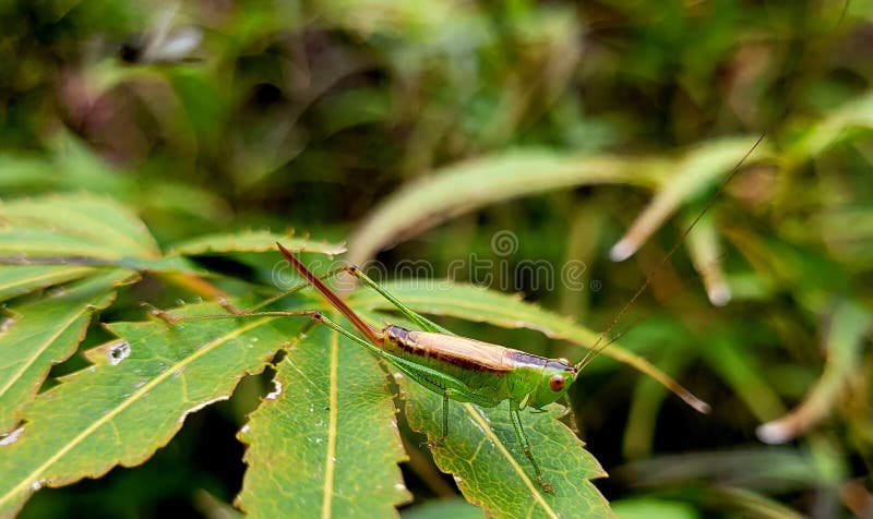 Baby Grasshopper stock photo. Image of insect, baby - 291423054