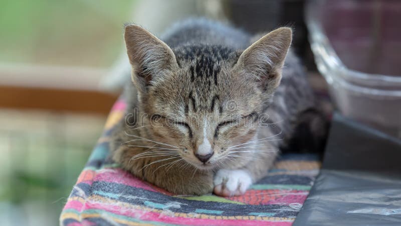 Baby cat sleepy stock image. Image of mammals, table - 117223951