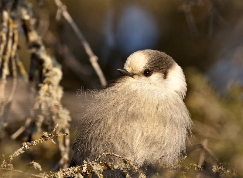 Baby Gray Jay stock image. Image of beak, grey, perching - 35496203