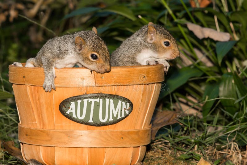 Baby Eastern Grey Squirrels Stock Photos - Free & Royalty-Free Stock ...