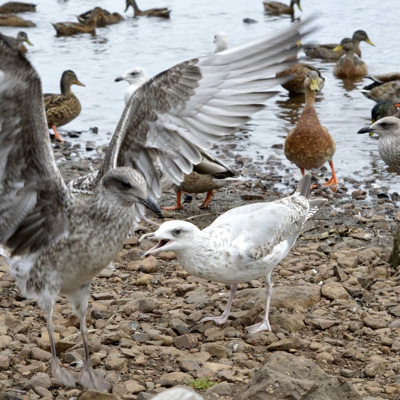 Baby, great gull young. stock photo. Image of gull, feeding - 243730810