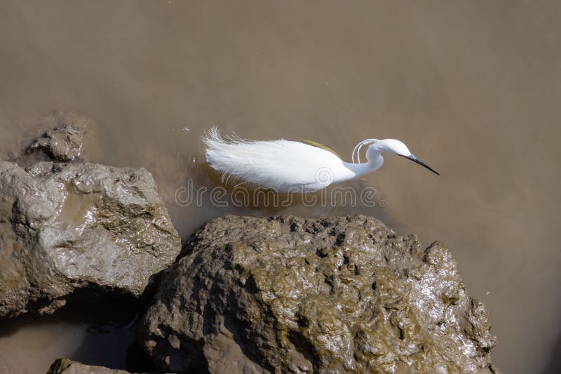 Baby Great White Stork in Brown Water Stock Image - Image of nature ...