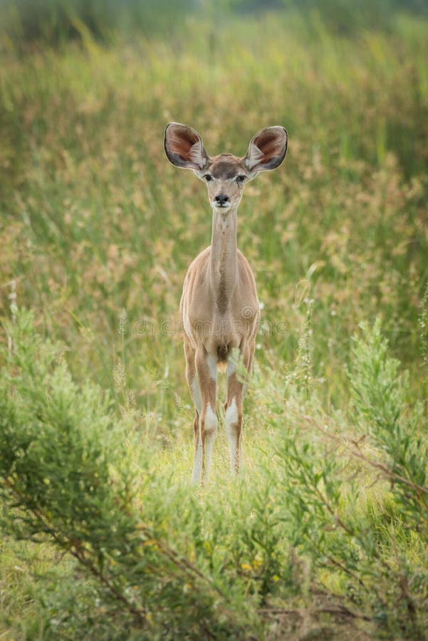 Kudu Baby Nursing on Mom stock photo. Image of baby, karoo - 51118574