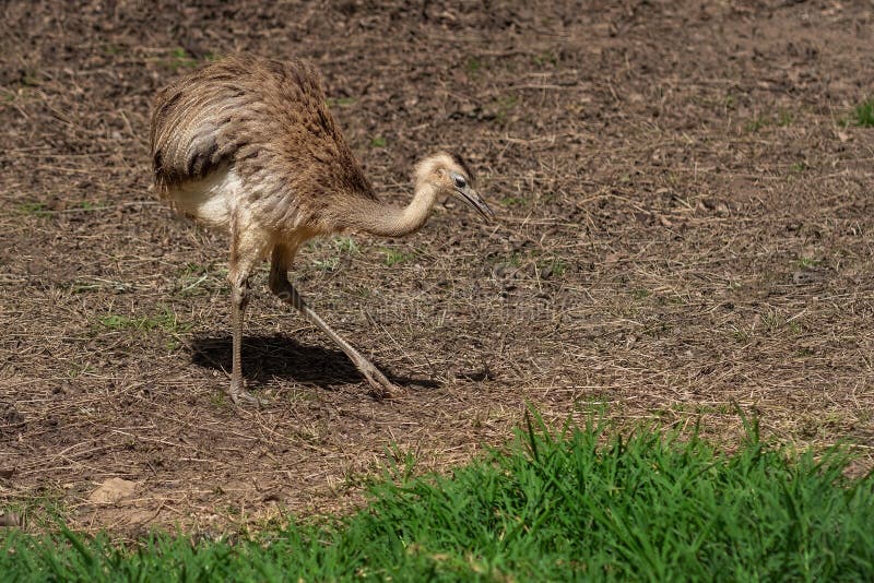 Rhea Baby Stock Photos - Free & Royalty-Free Stock Photos from Dreamstime