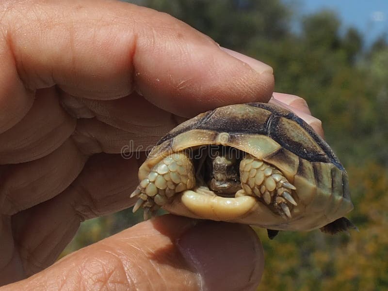 Greek Baby Turtle