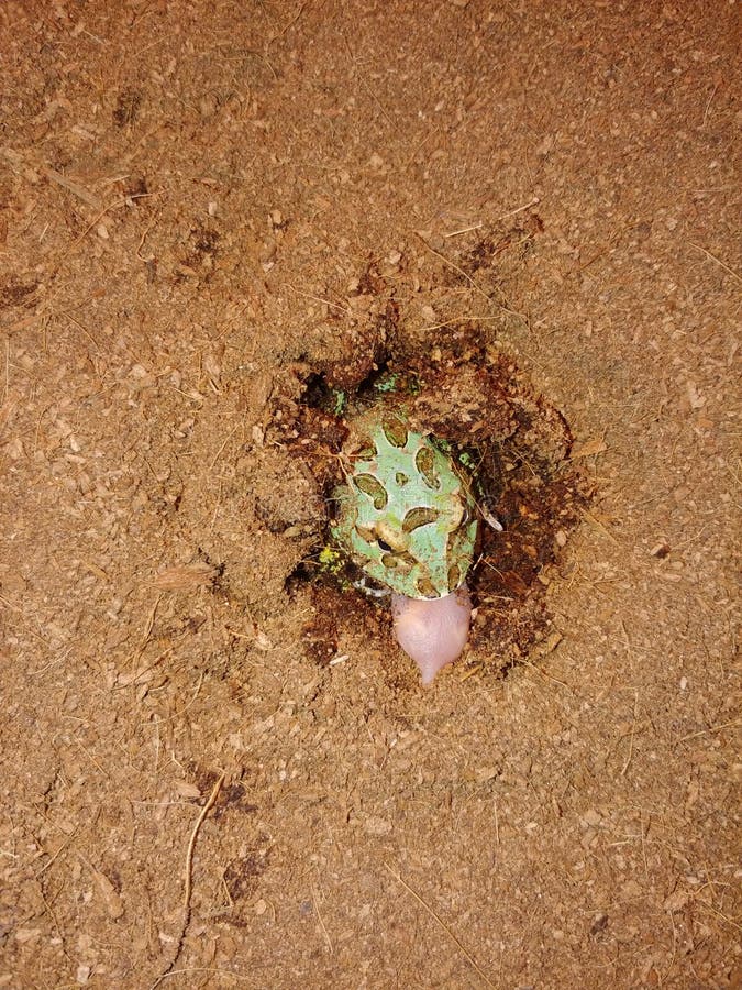 Pacman Frog Eating Mouse