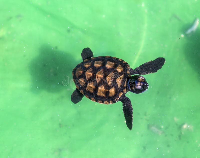 Baby green turtle. stock photo. Image of wild, young - 53602064