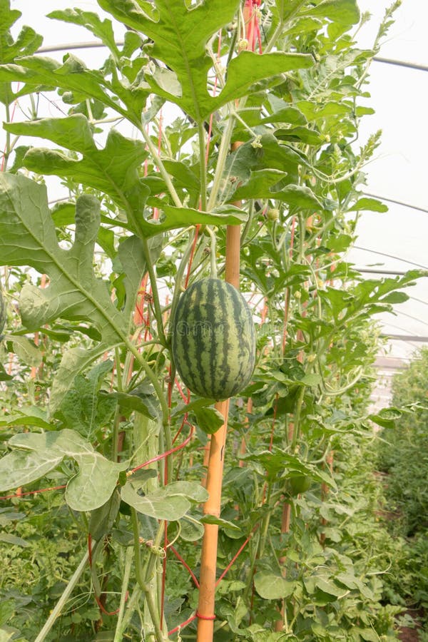 Baby Green Watermelon in Plantation Stock Photo - Image of eating ...