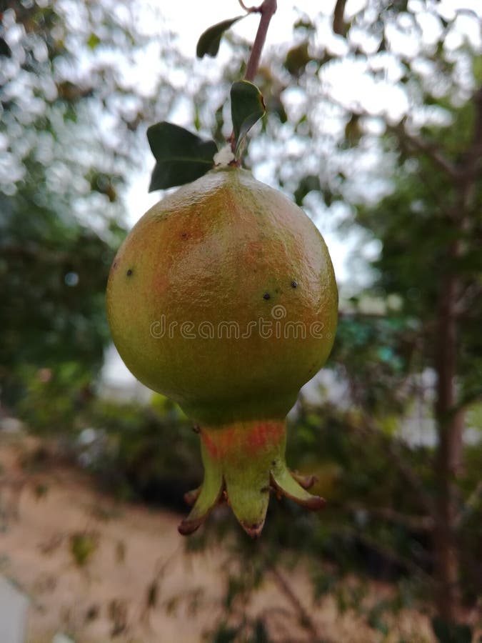 Baby grenade stock photo. Image of food, tailand, green - 97672930