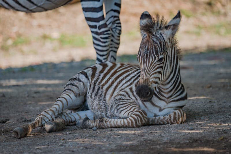Baby Grevy Zebra Lying Next To Mother Stock Photo - Image of head ...