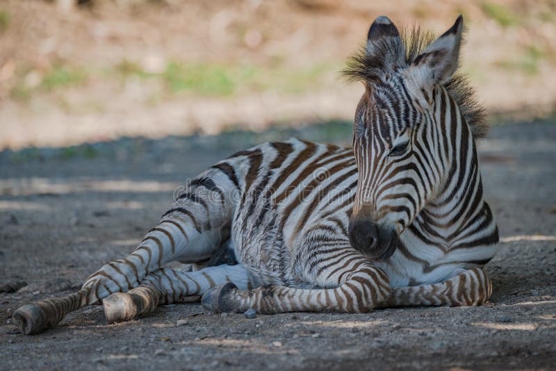Zebra Lying A Dust. Kenya. Tanzania. National Park. Serengeti. Maasai ...