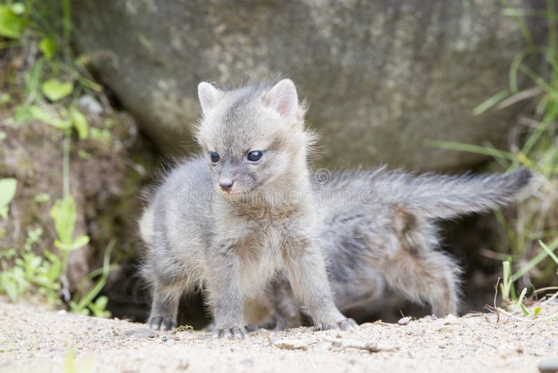 Baby Grey Fox Kit Standing by Den Stock Image - Image of mikael ...