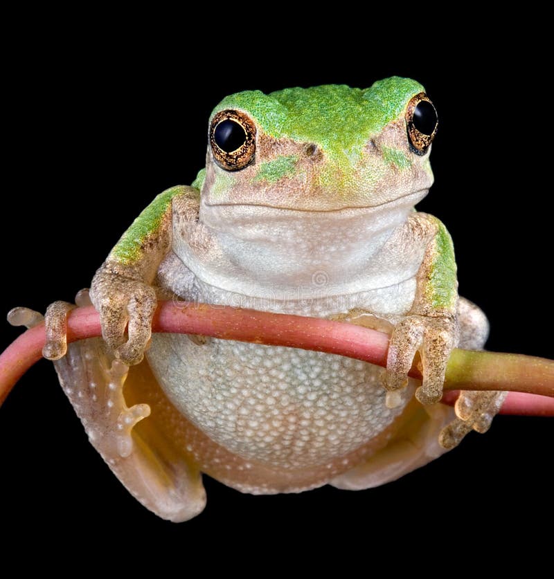 Baby Grey Tree Frog Vine Stock Photos - Free & Royalty-Free Stock ...