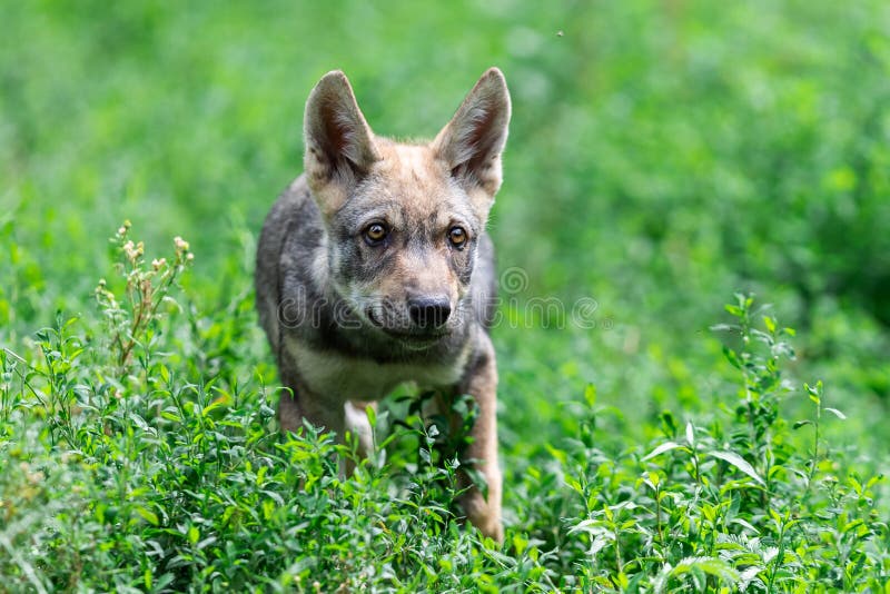 Baby Grey Wolf in the Forest Stock Photo - Image of beast, wolf: 190443448