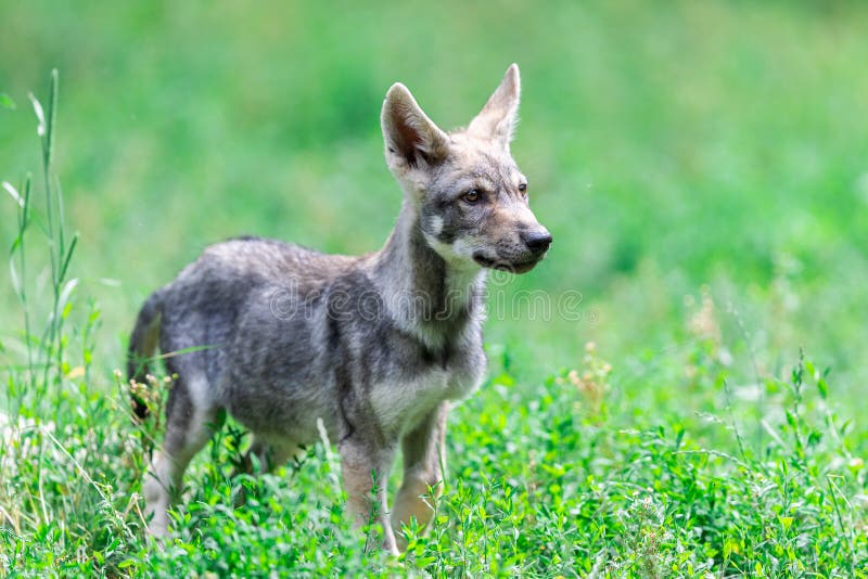 Baby Grey Wolf in the Forest Stock Photo - Image of animal, blue: 190443482