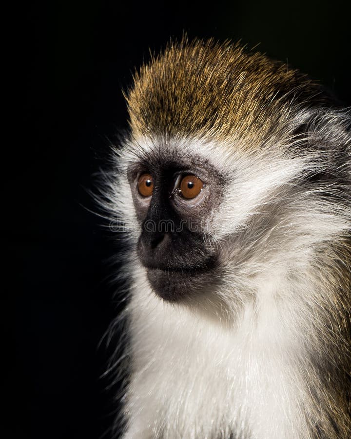 Baby Grivet Monkey V stock image. Image of primate, baby - 114923985