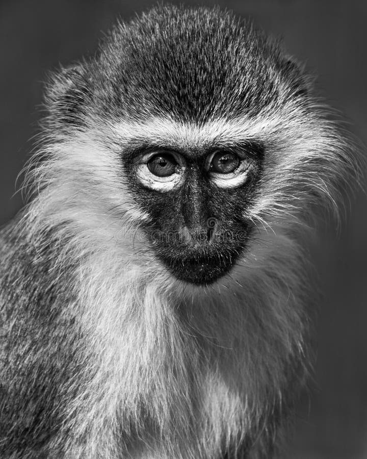 Baby Grivet Monkey V stock image. Image of primate, baby - 114923985