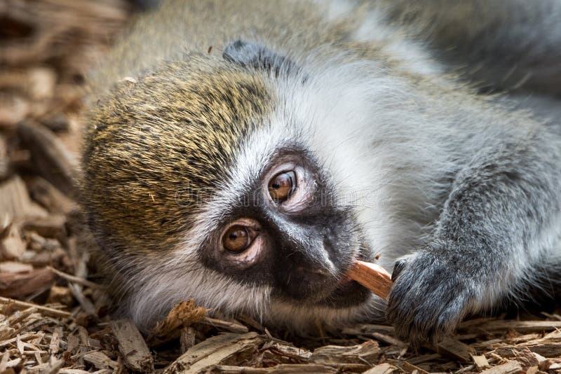 Baby Grivet Monkey VI stock image. Image of primate, grivet - 58530087
