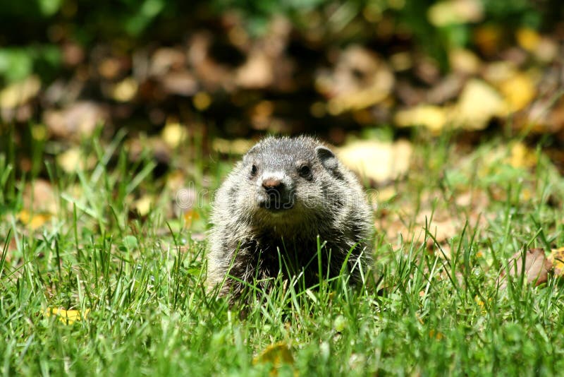 485 Baby Groundhog Stock Photos - Free & Royalty-Free Stock Photos from ...