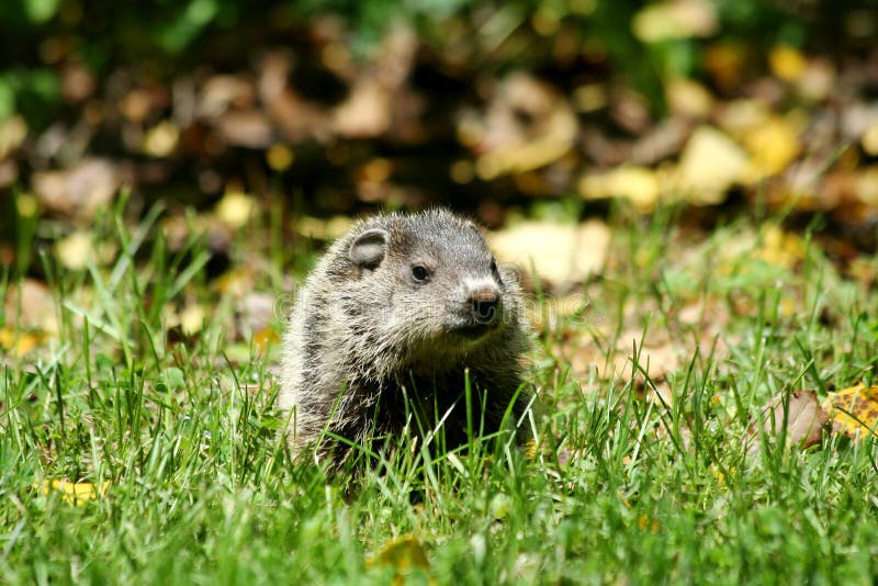 Baby Ground Hog In The Grass Picture. Image: 5371516