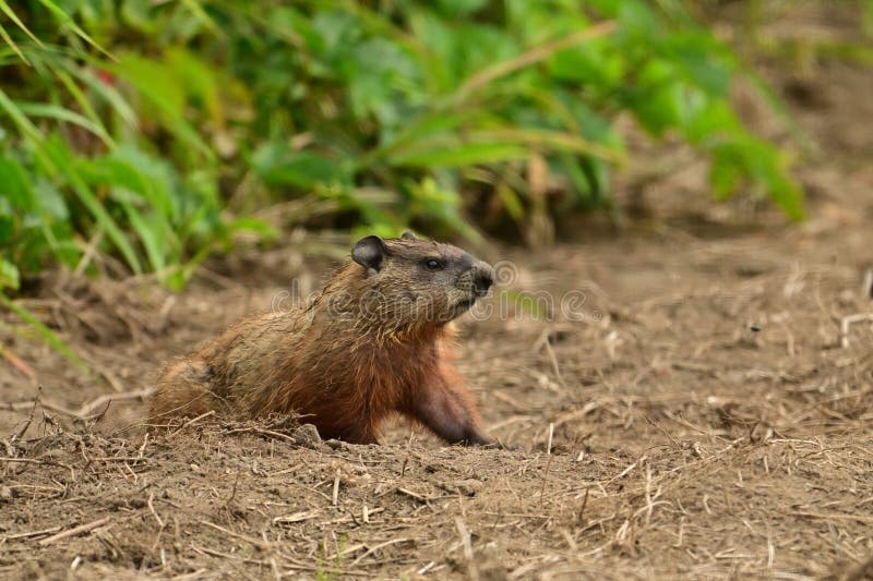 A Baby Groundhog Exploring Outside Its Den Stock Image - Image of ... A Baby Groundhog Exploring Outside Its Den Stock Image - Image of ...