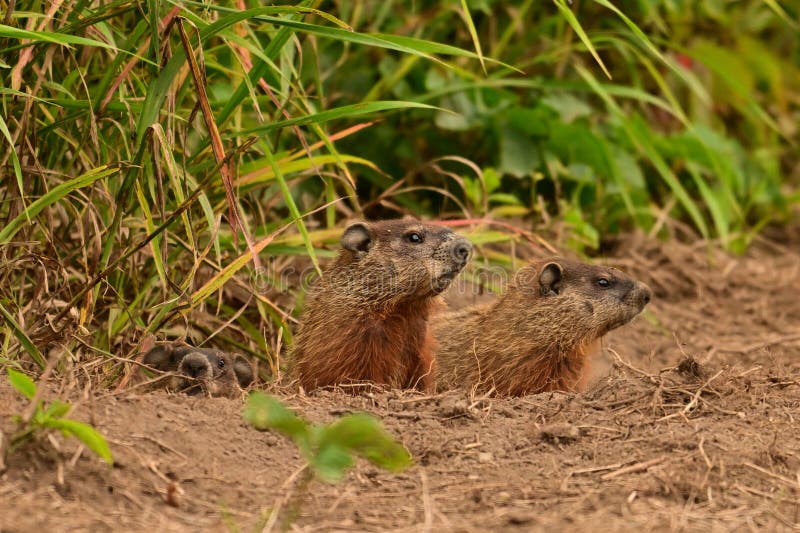 Three Baby Groundhogs Exploring Outside Its Den Stock Image - Image of ...