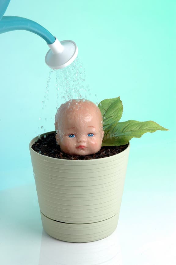 Baby Growing 2 stock image. Image of garden, potted, born - 519219