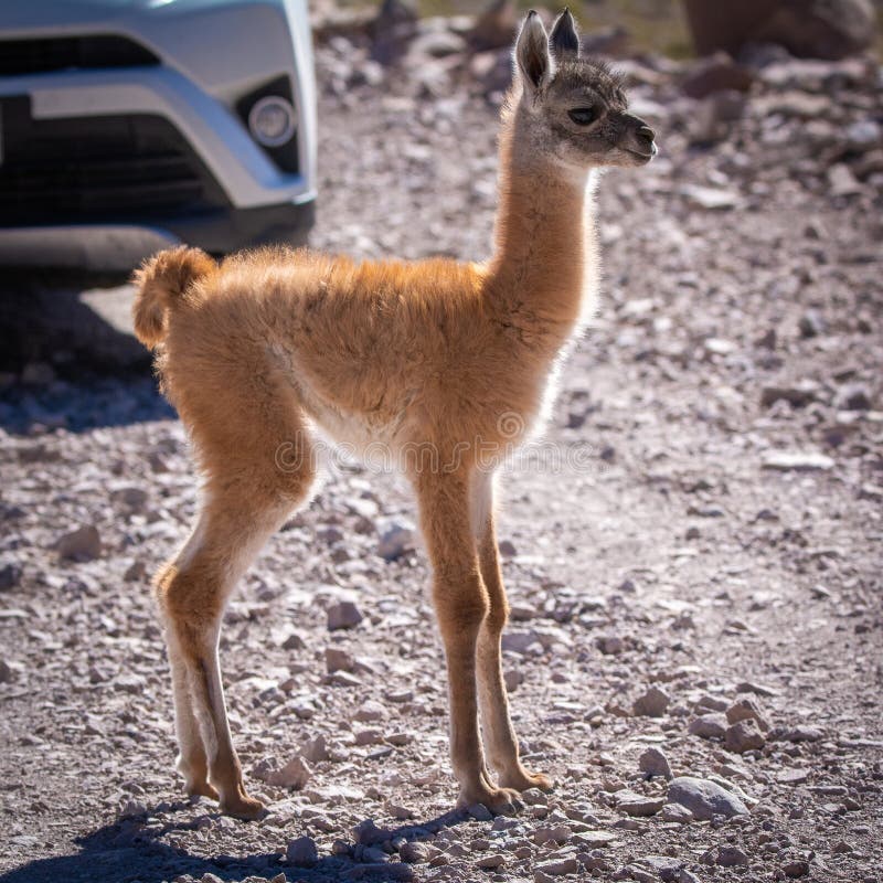 Baby guanaco stock image. Image of diamond, nature, rodent - 287628005