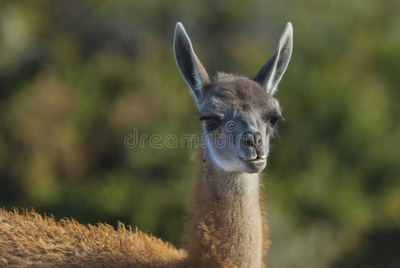 Baby guanaco stock photo. Image of baby, animal, head - 10295400