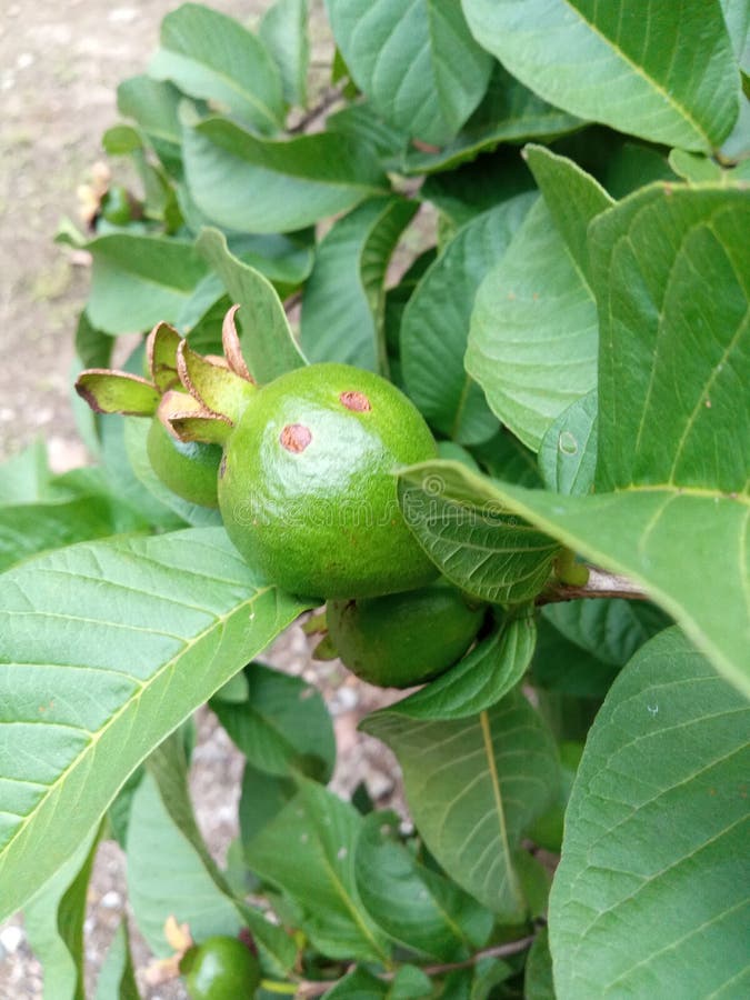 161 Baby Guava Stock Photos - Free & Royalty-Free Stock Photos from ...