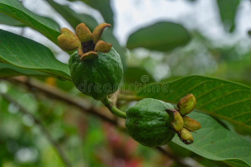Baby guava on the tree stock image. Image of gardening - 351295405