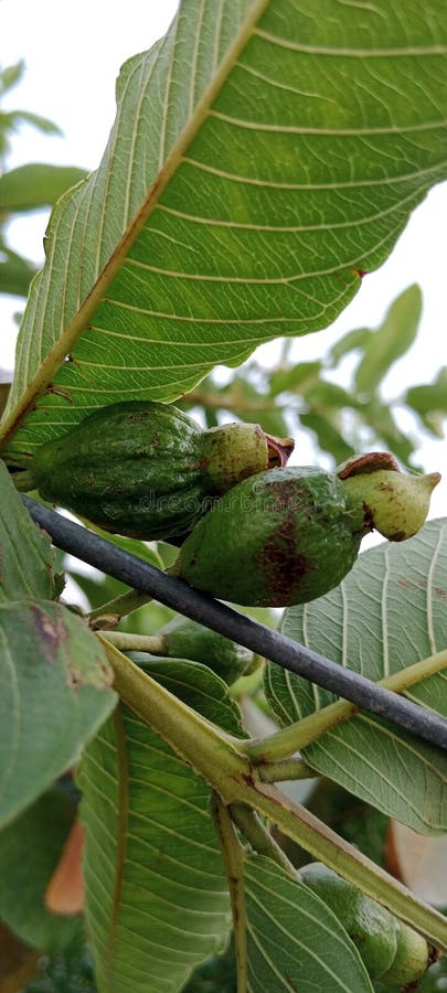 Baby Guavas ðŸ¥°ðŸ’š stock photo. Image of jungle, look - 253388110