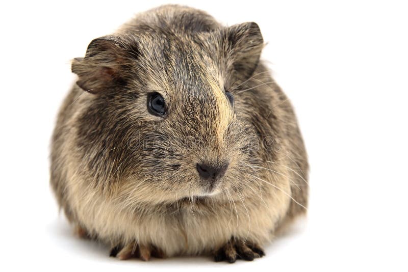 Grey and White Guinea Pig or Cavy Stock Image - Image of porcellus ...