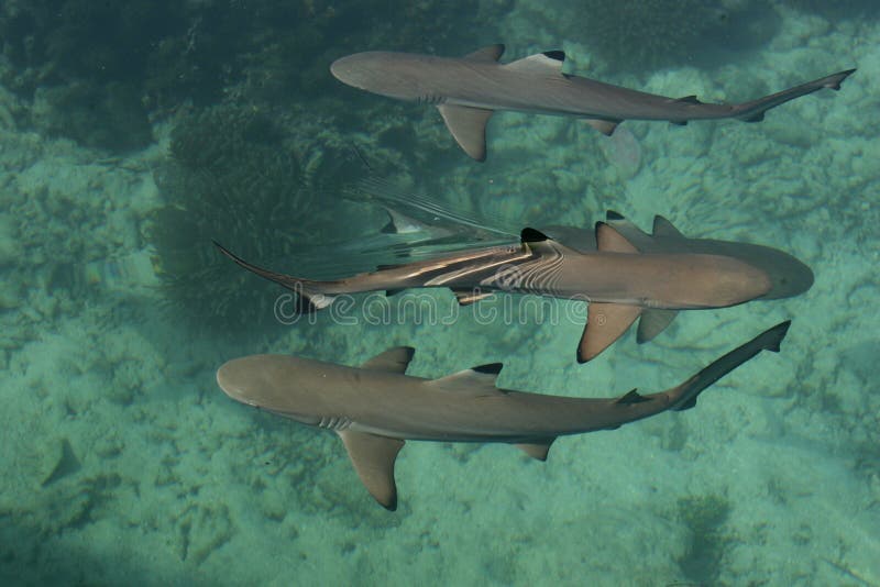 Zwei Baby-Haifisch im Meer stockbild. Bild von enorm - 30593693