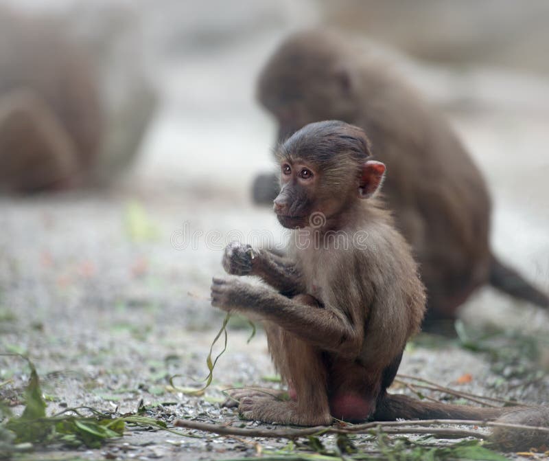 Sad Cute Baby Monkey Stock Photos - Download 590 Royalty Free Photos