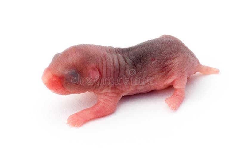 Hamster Naked Families Stock Photos - Free & Royalty-Free Stock Photos ...