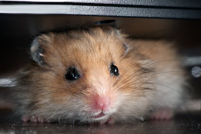Hamster Keyboard Stock Photos - Free & Royalty-Free Stock Photos from ...
