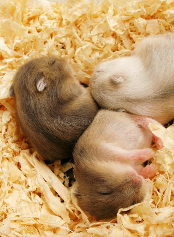 1,115 Baby Rats Stock Photos - Free & Royalty-Free Stock Photos from ...