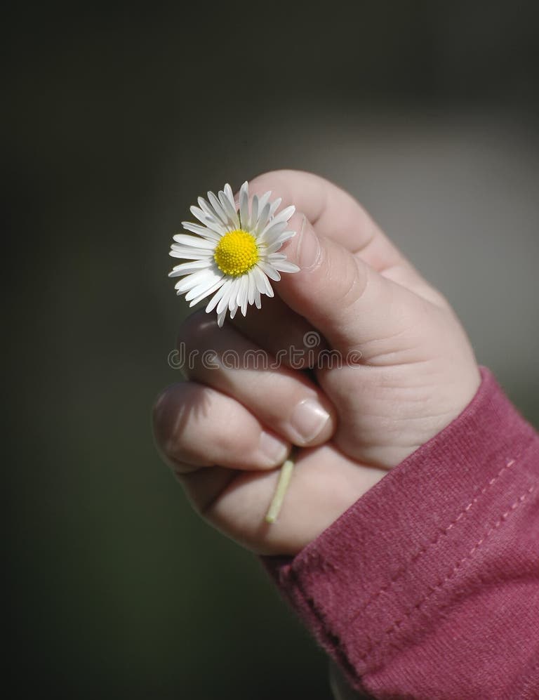 3,805 Baby Hand Holding Flower Stock Photos - Free & Royalty-Free Stock ...