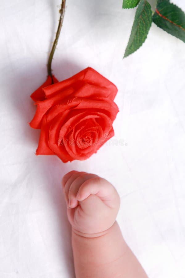 Baby hand and flower stock photo. Image of white, finger - 18507728