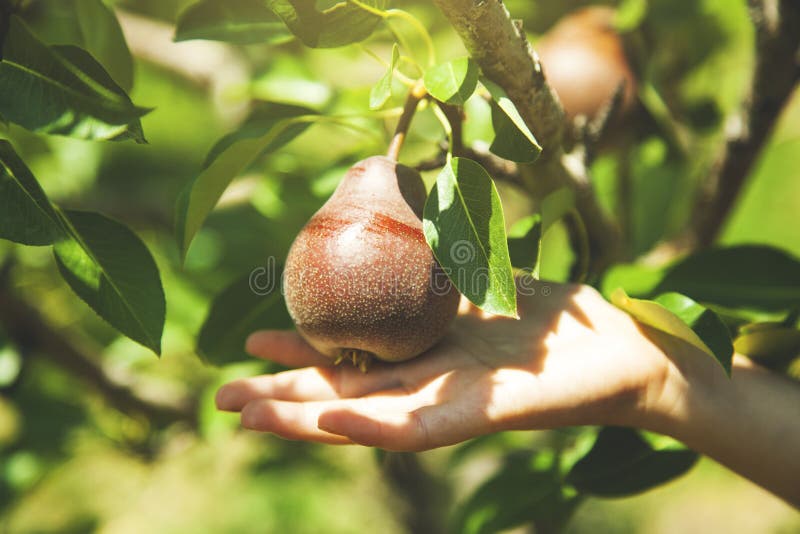 Baby Pear stock photo. Image of baby, pear, ears, human - 15667500