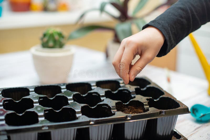 Baby Hand with Seed. Germination of Seeds in Greenhouse. Stock Image ...