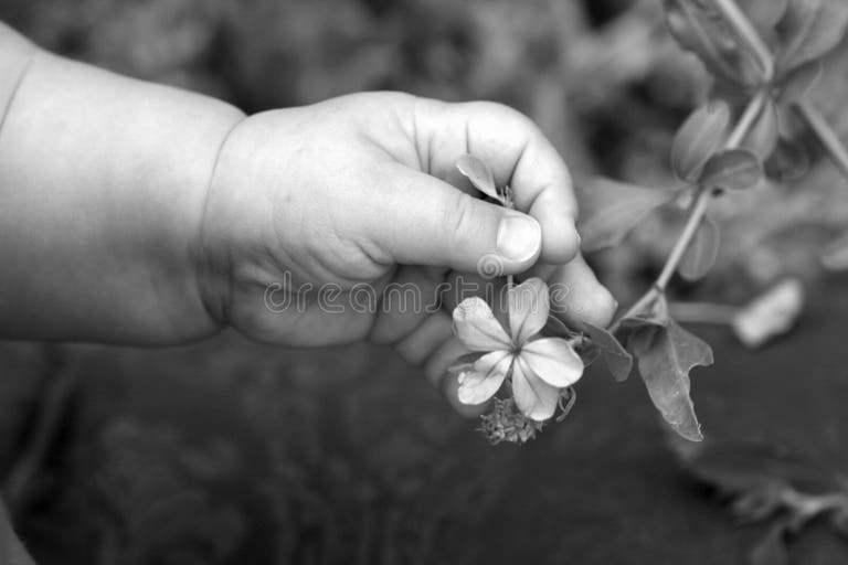 3,805 Baby Hand Holding Flower Stock Photos - Free & Royalty-Free Stock ...