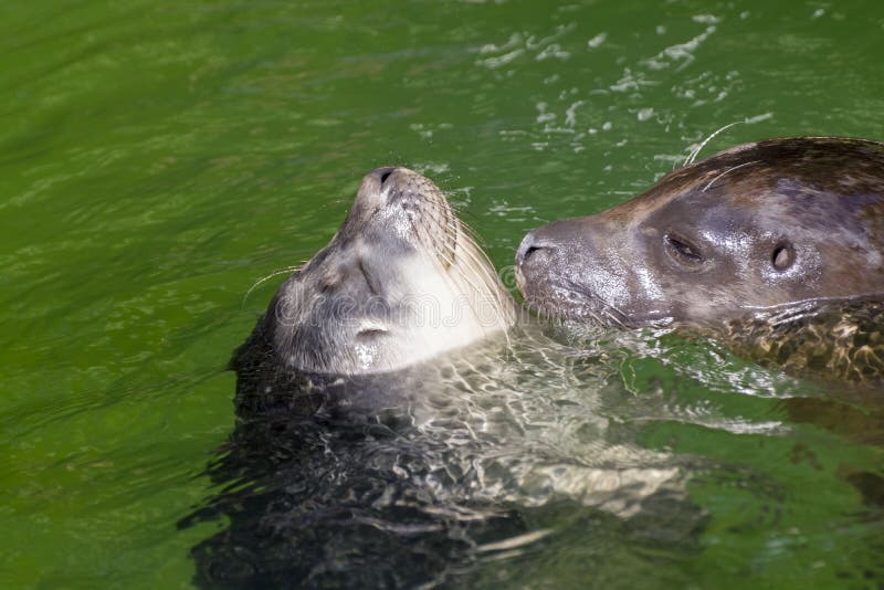 Baby Harbour Seal (Phoca Vitulina) Stock Image - Image of vitulina ...