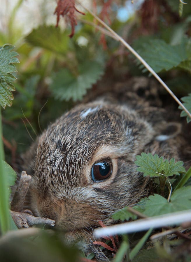 Baby hare stock photo. Image of hare, farm, mammal, beautiful - 11022786