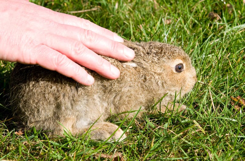 Baby hare stock photo. Image of village, park, field - 11497004