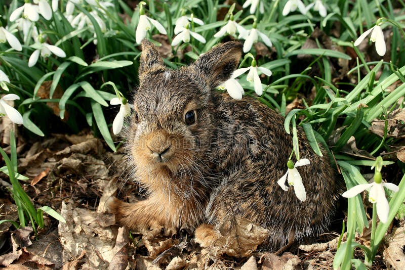 Baby hare stock image. Image of fluffy, isolated, brown - 17569187